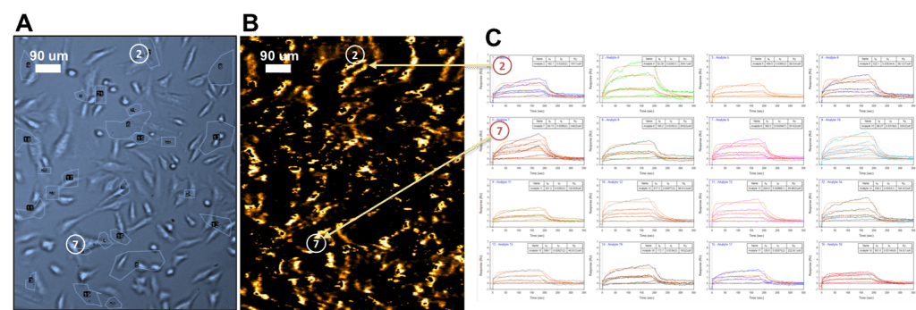 Technical Note 106: SPR Microscopy vs Radioligand Binding Analysis ...
