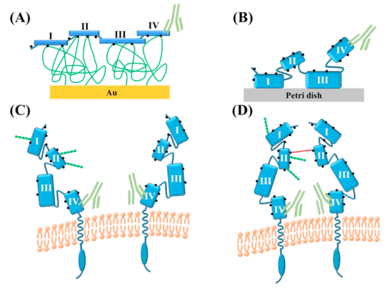 Application Notes from Biosensing Instrument