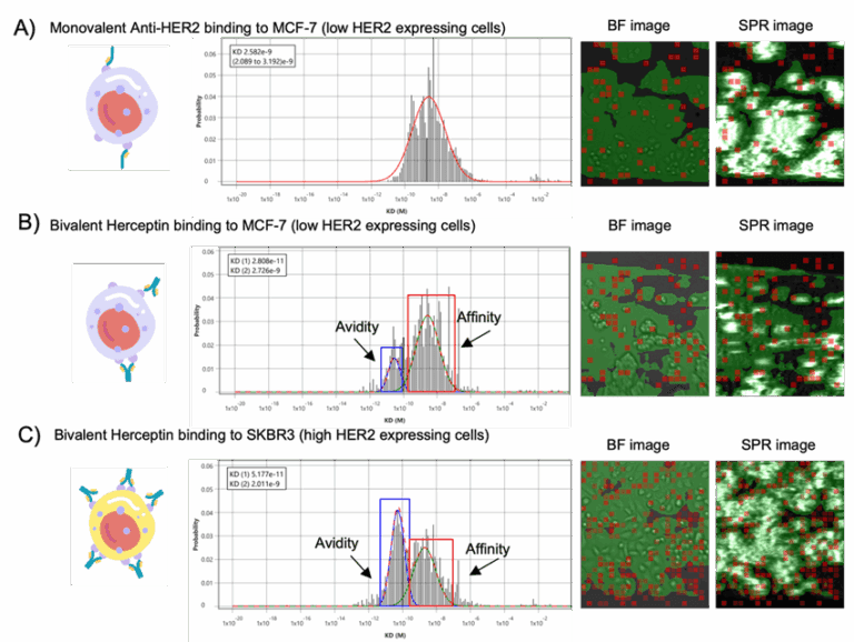 Application Note 153: Exploring Affinity, Avidity, and Valency using ...